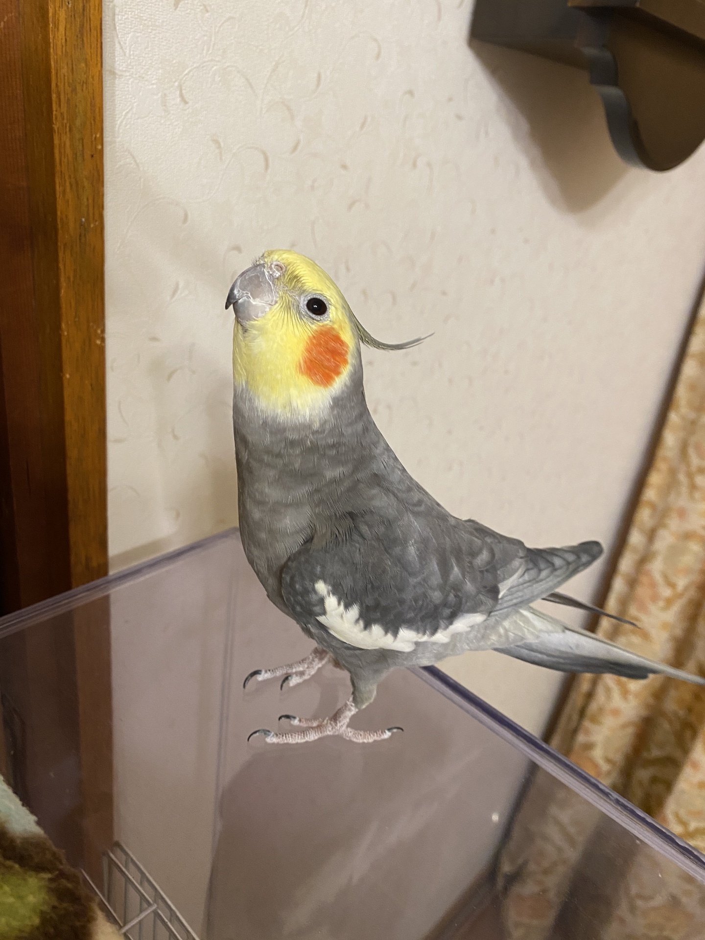 オカメシタン狩り！！: **オカメインコの部屋****